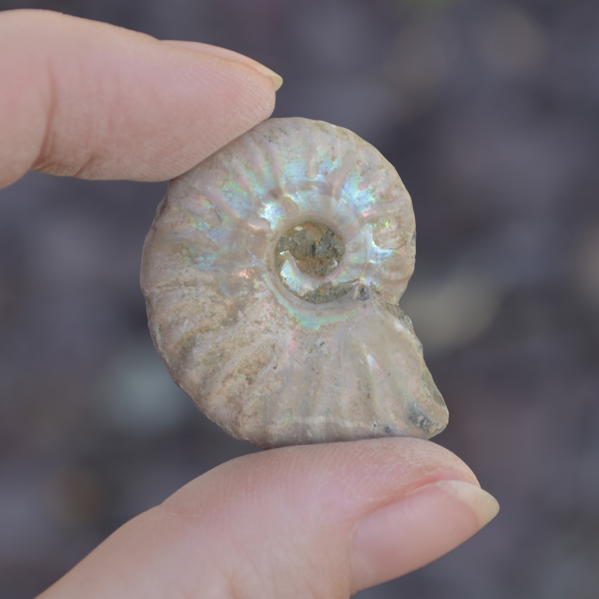 Silver Grey Iridescent Ammonite Cleoniceras Fossil from Madagascar – 3 ...