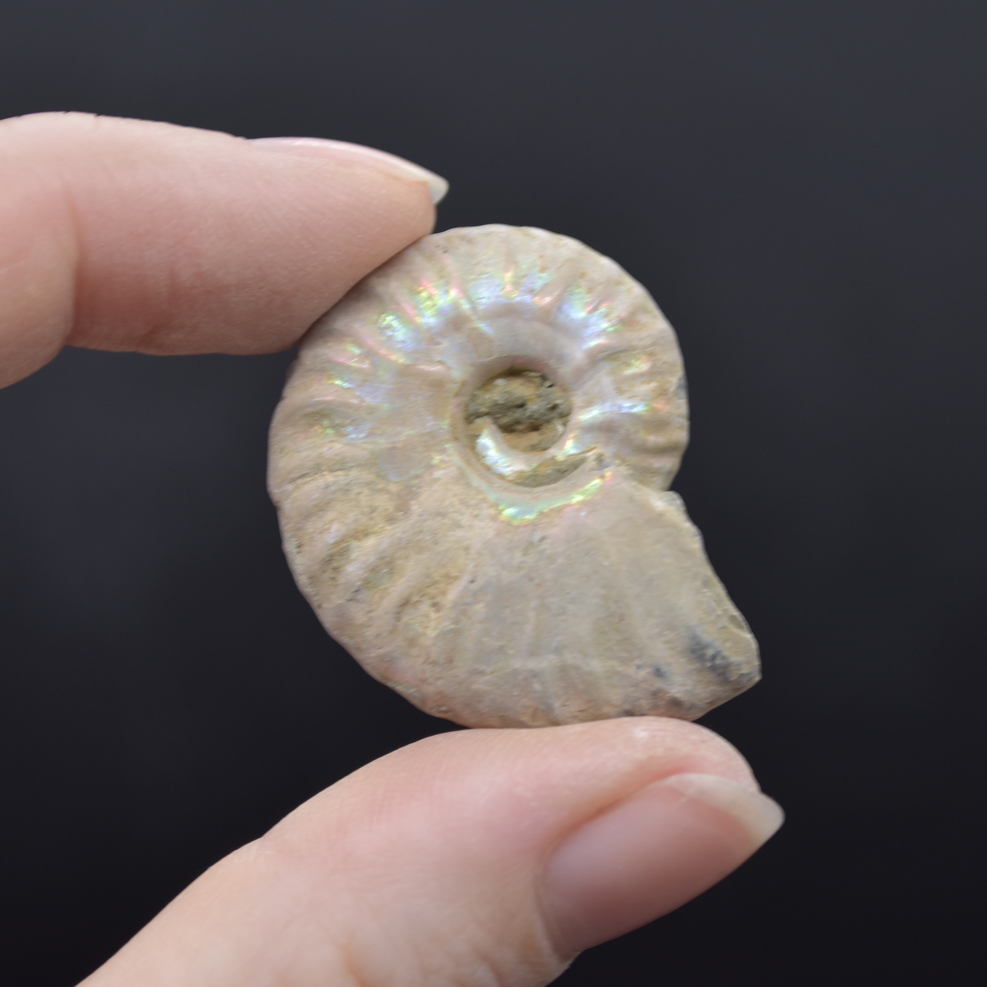 Silver Grey Iridescent Ammonite Cleoniceras Fossil from Madagascar – 3 ...