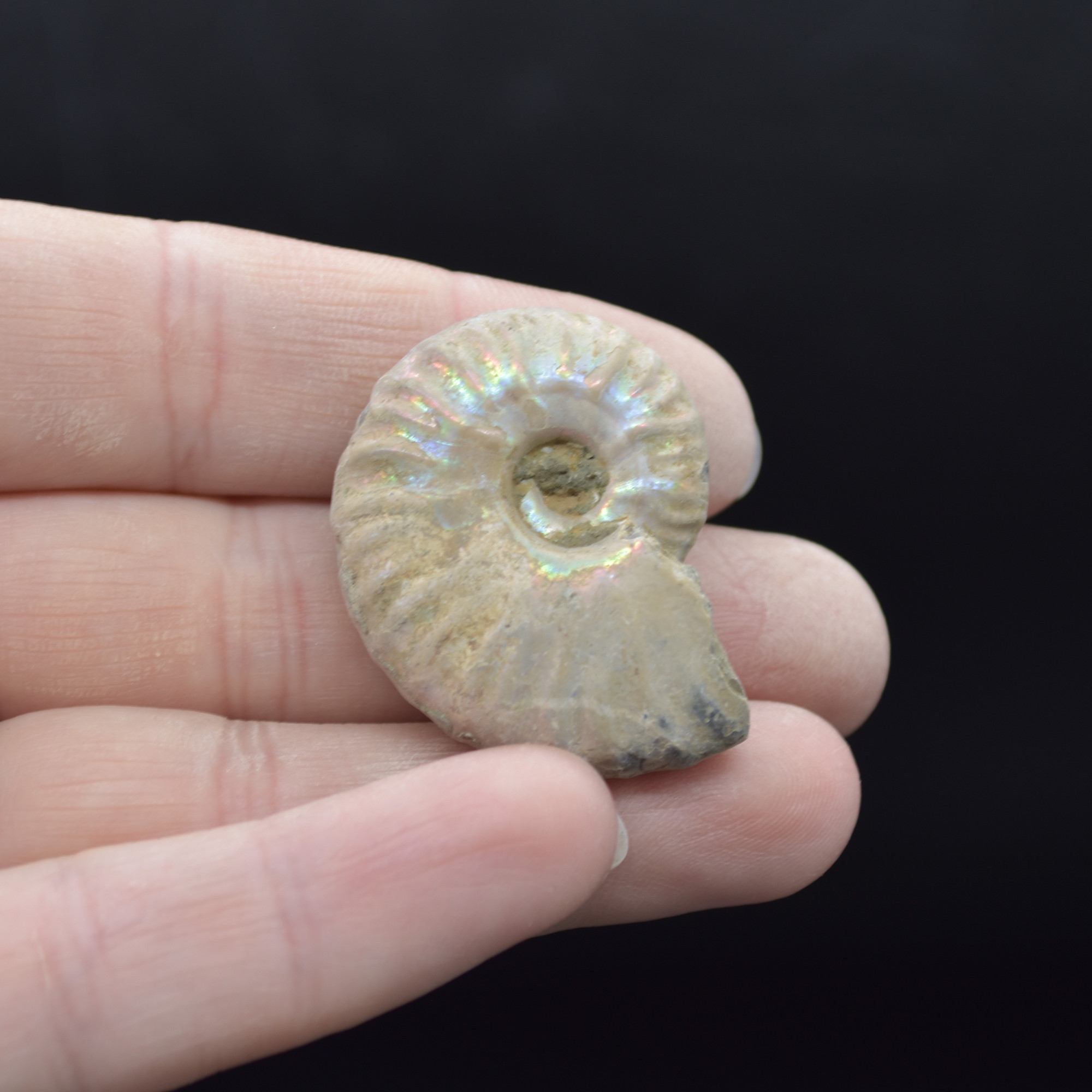 Silver Grey Iridescent Ammonite Cleoniceras Fossil from Madagascar – 3 ...
