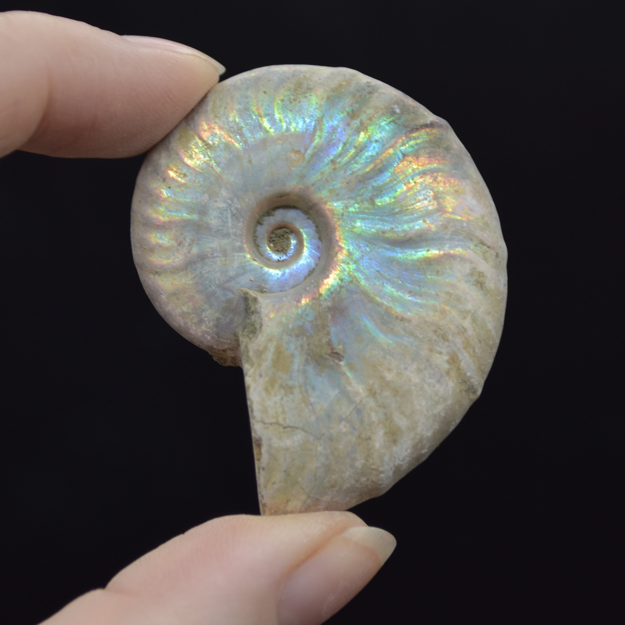 Silver Grey Iridescent Ammonite Cleoniceras Fossil from Madagascar - 4 ...