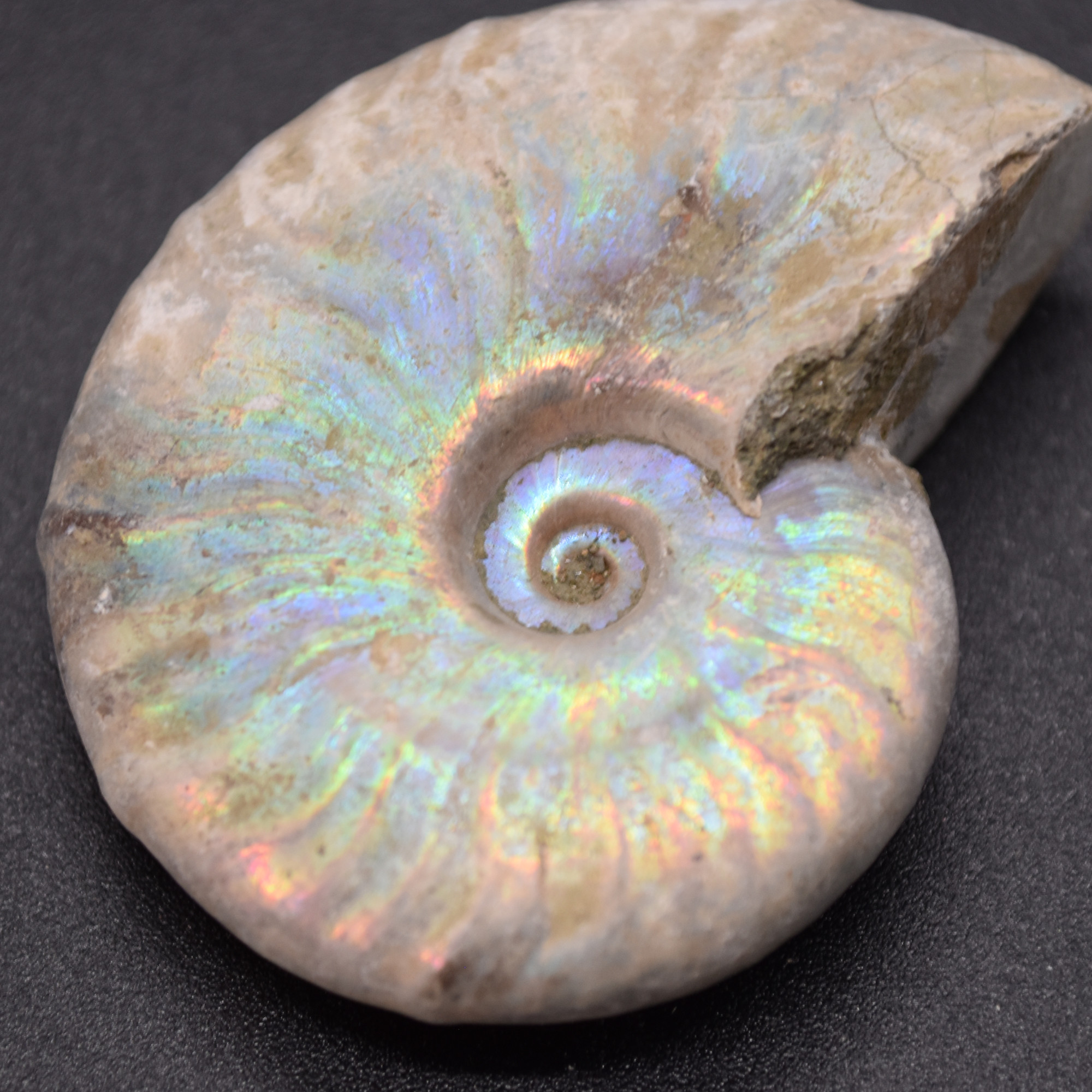 Silver Grey Iridescent Ammonite Cleoniceras Fossil from Madagascar - 4 ...