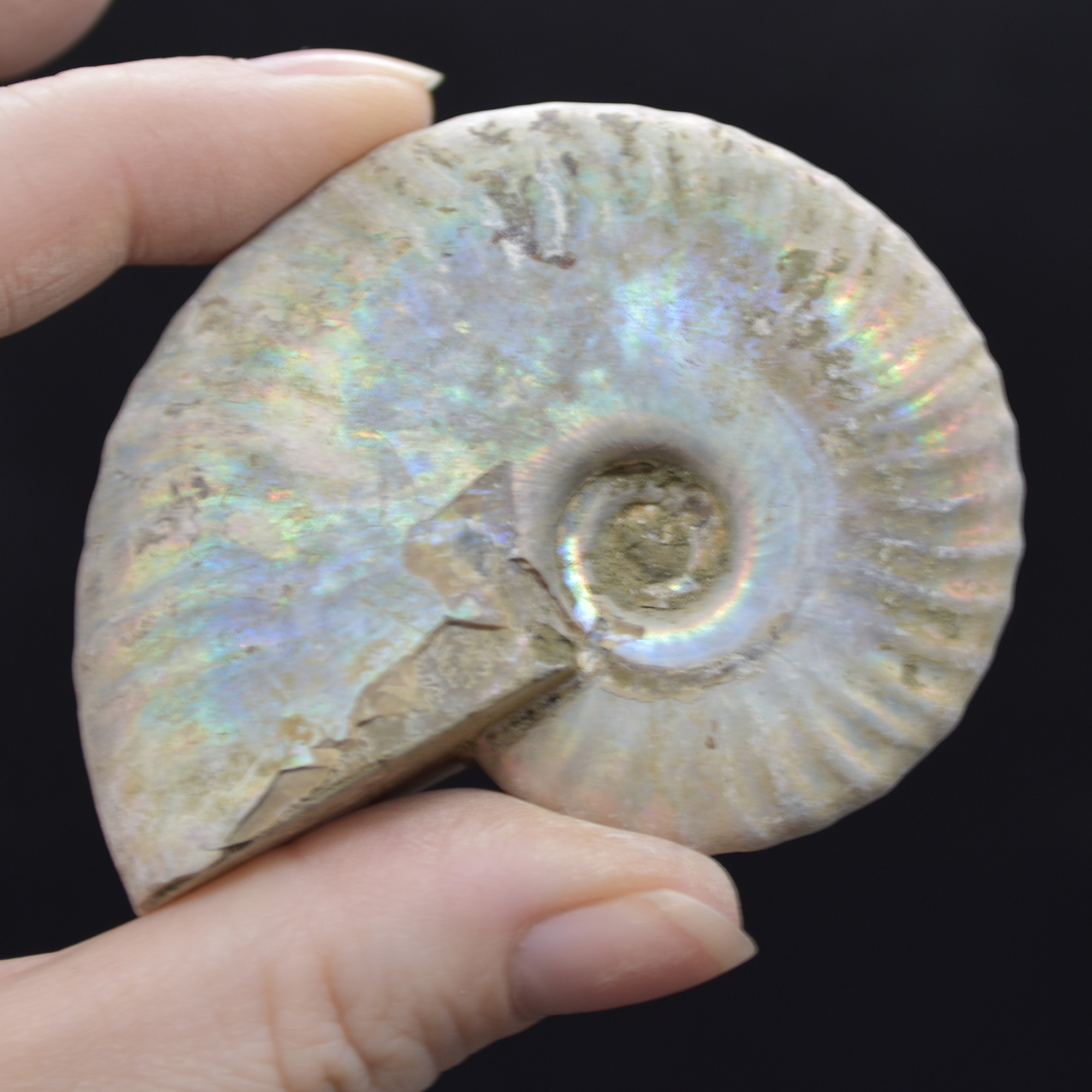 Silver Grey Iridescent Ammonite Cleoniceras Fossil from Madagascar – 6 ...
