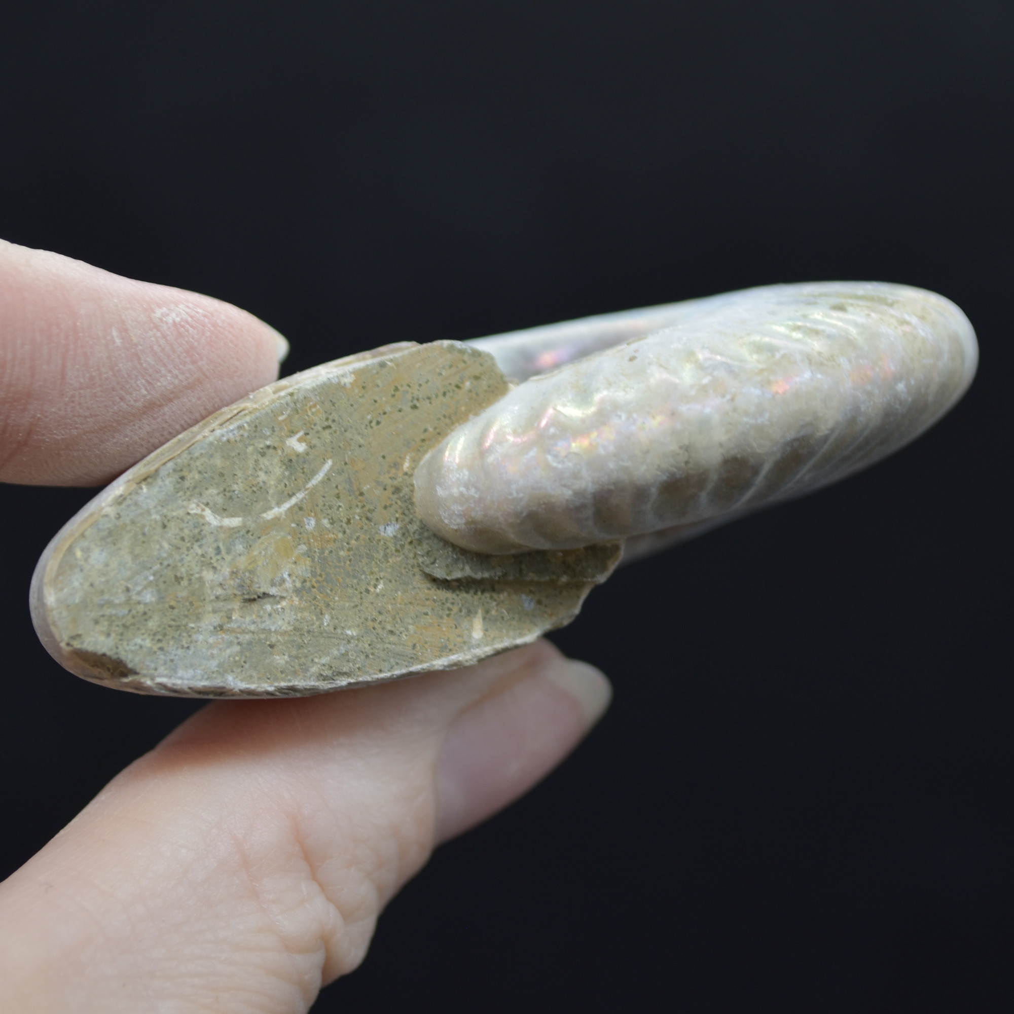 Silver Grey Iridescent Ammonite Cleoniceras Fossil from Madagascar – 6 ...