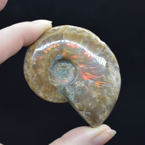 Red Fire Iridescent Ammonite Cleoniceras Fossil from Madagascar – 5.8cm ...
