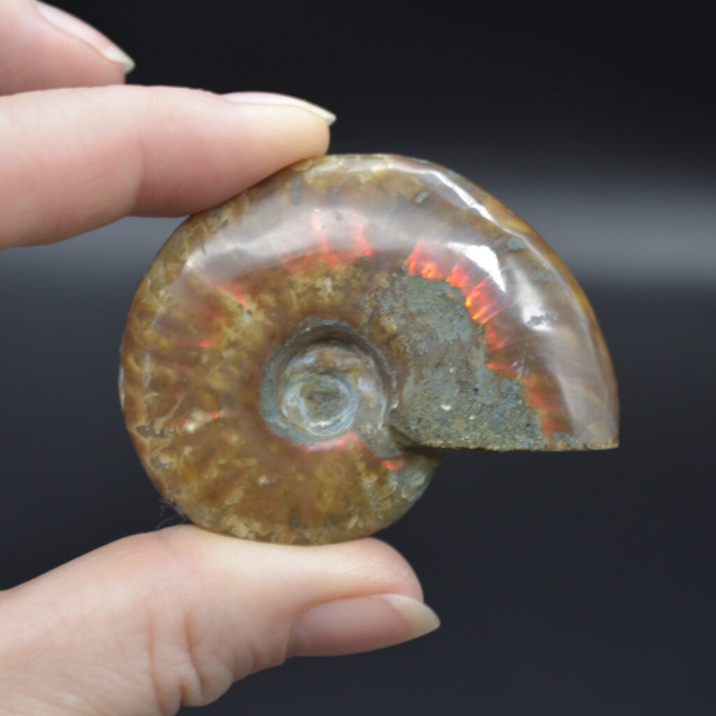 Ammonite & Ammolite Fossils – Calder Crystals